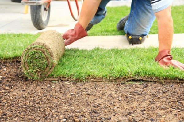 Instant Lawn Gauteng | Supply & Installation | Johannesburg, Randburg ...