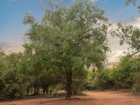 National Arbor Week South Africa | Indigenous Tree Planting & Greening ...